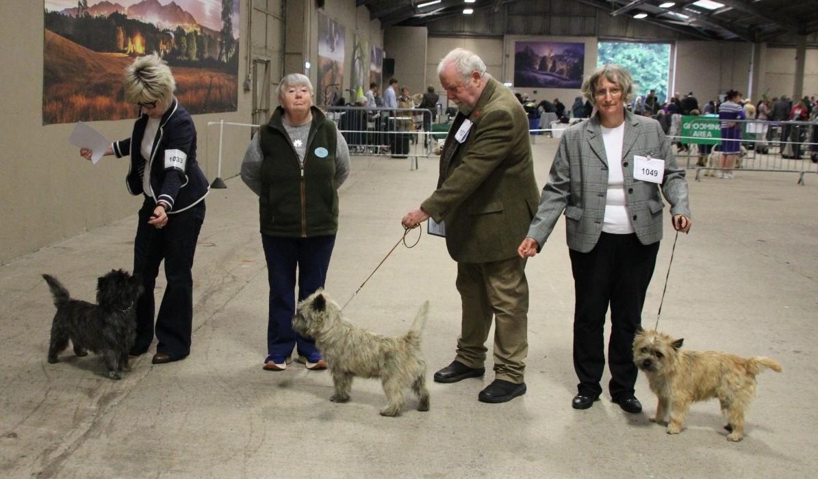 Three Counties Championship Show 2025 | Midland Cairn Terrier Club
